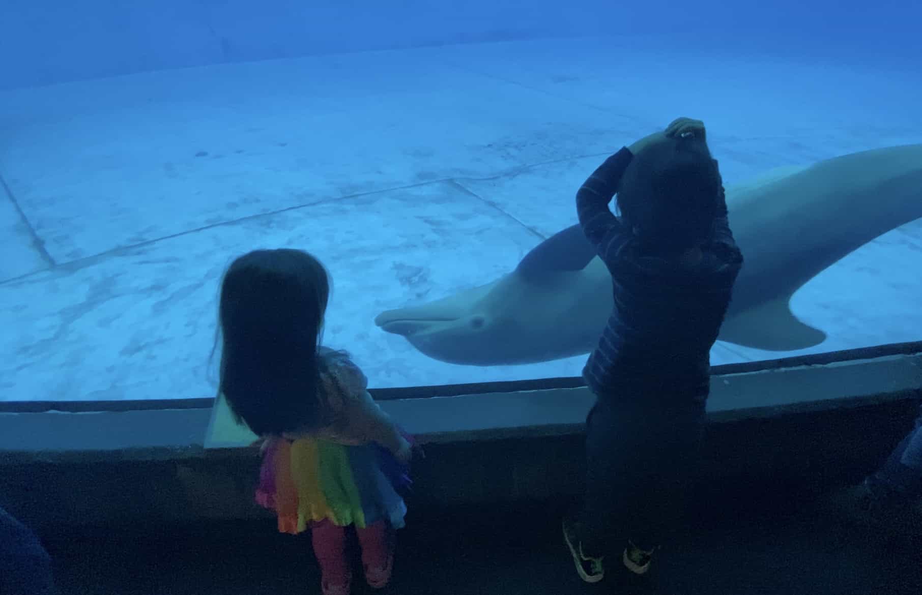Visiting the National Aquarium | Tours by Foot