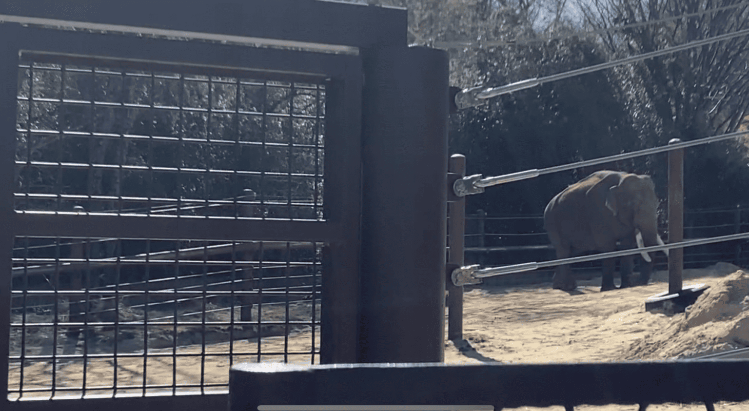 Visiting the Smithsonian National Zoo