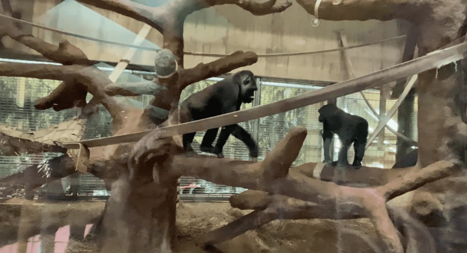 Visiting the Smithsonian National Zoo