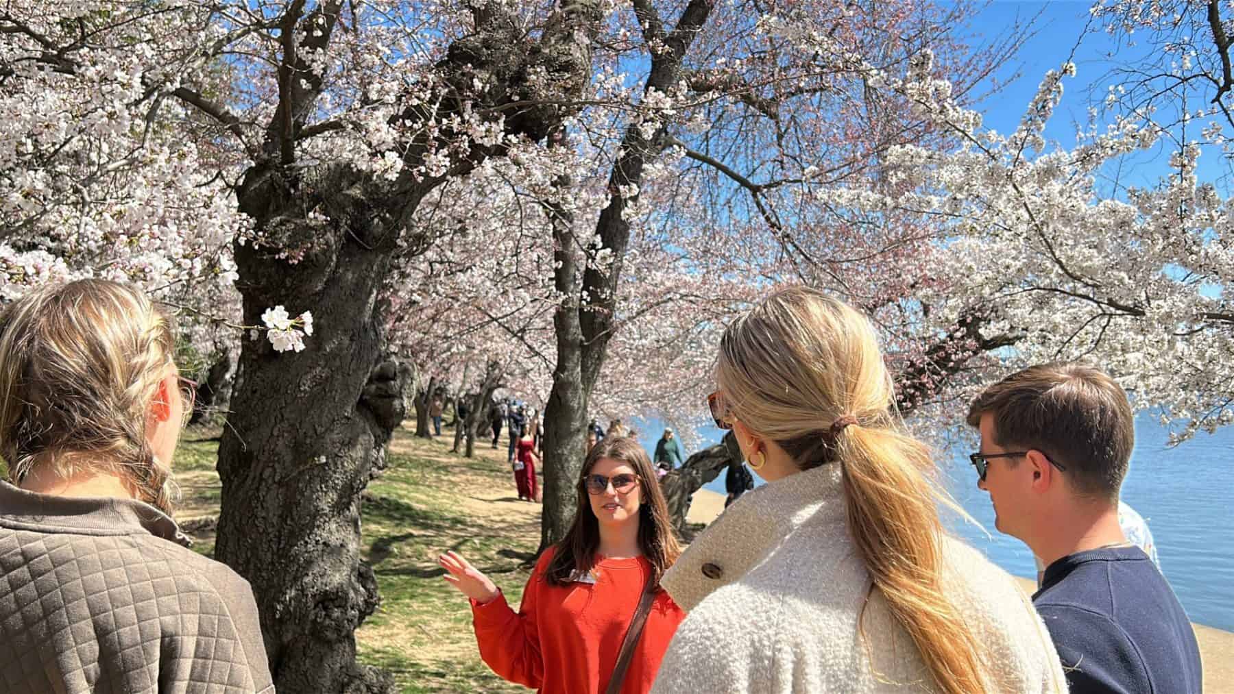 The 6 Best Cherry Blossom Tours in DC (By Foot, Bus, and Bike!)